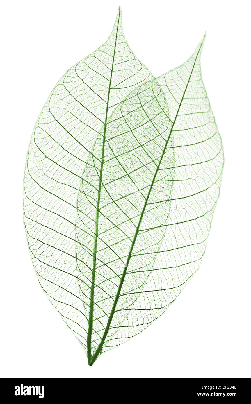 Leaf skeleton hi-res stock photography and images - Alamy