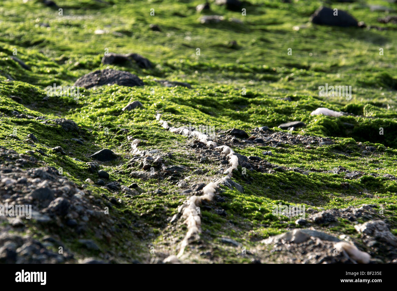 Moss on the beach Stock Photo - Alamy