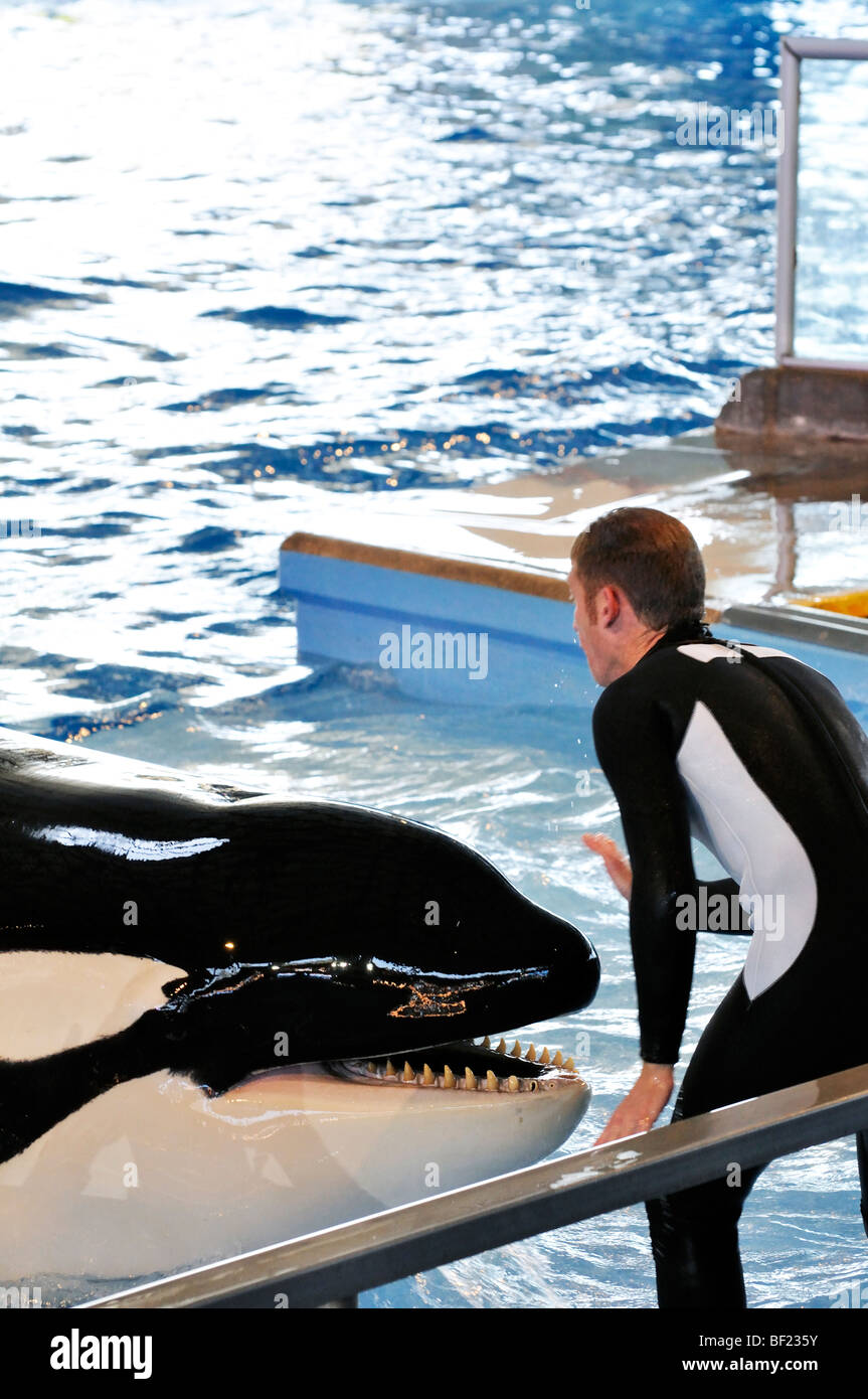 Killer whale - San Antonio (Texas) SeaWorld, the biggest of three ...