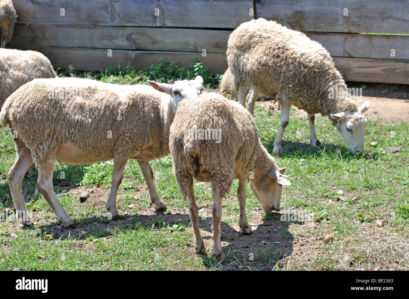 Sheep eating grass Stock Photo - Alamy