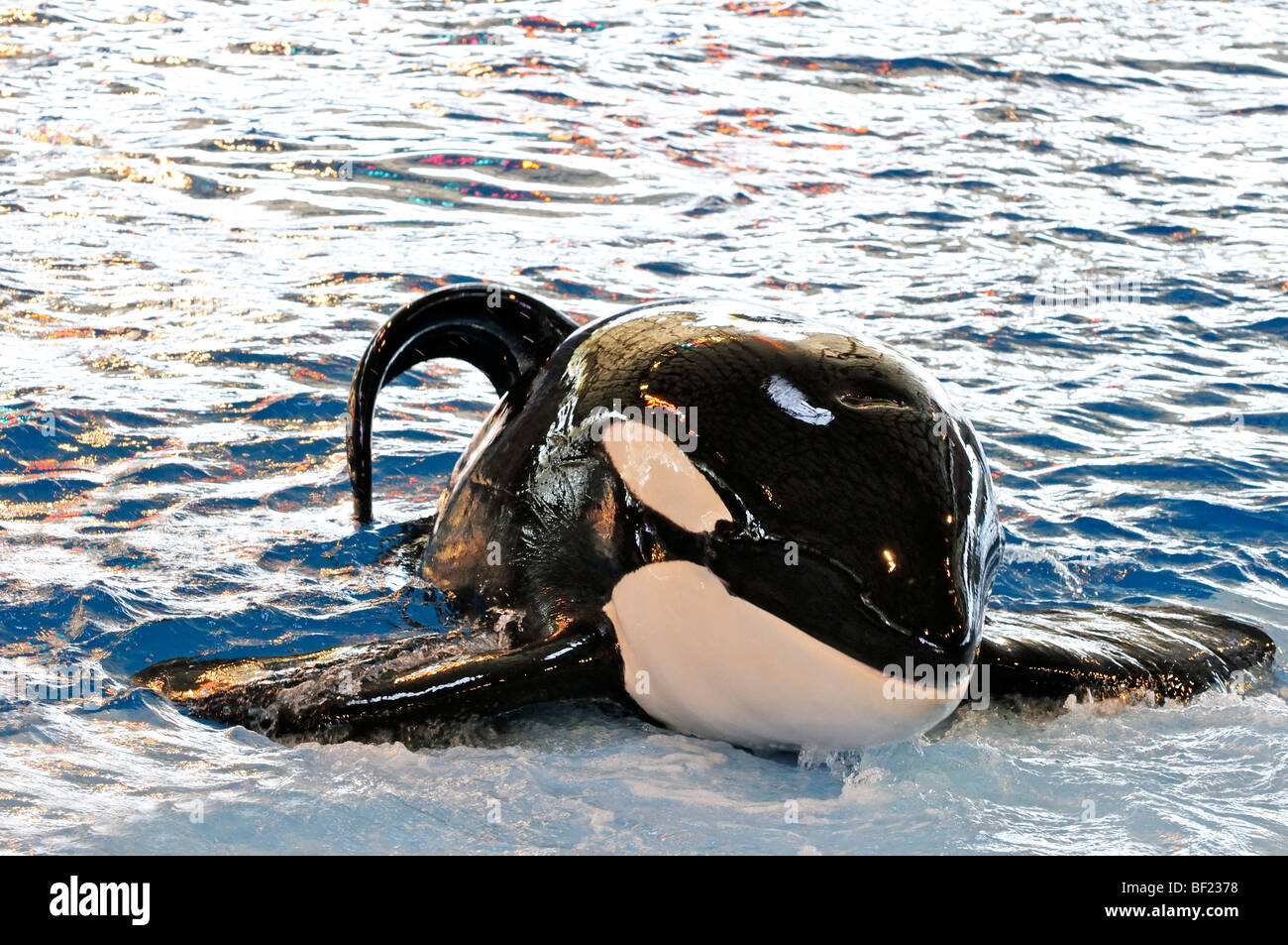 Killer whale - San Antonio (Texas) SeaWorld, the biggest of three ...