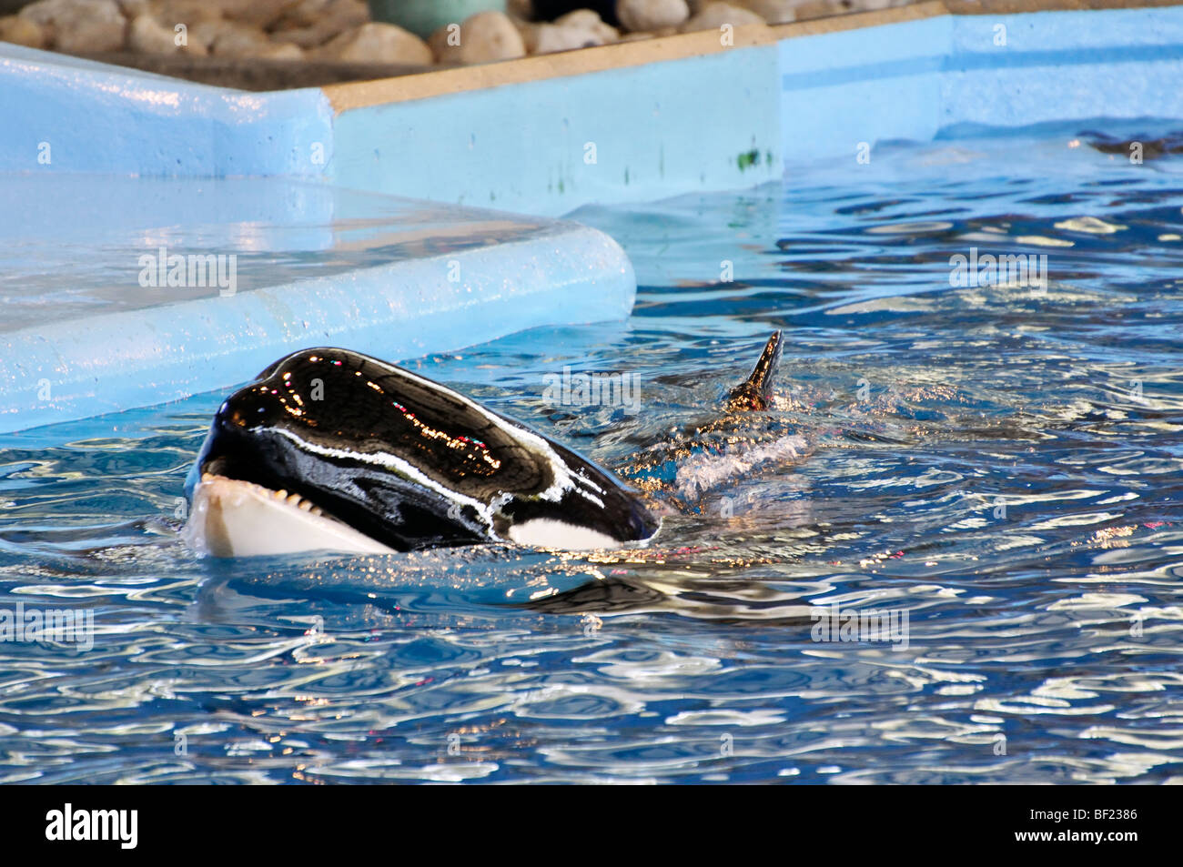 Killer whale - San Antonio (Texas) SeaWorld, the biggest of three ...
