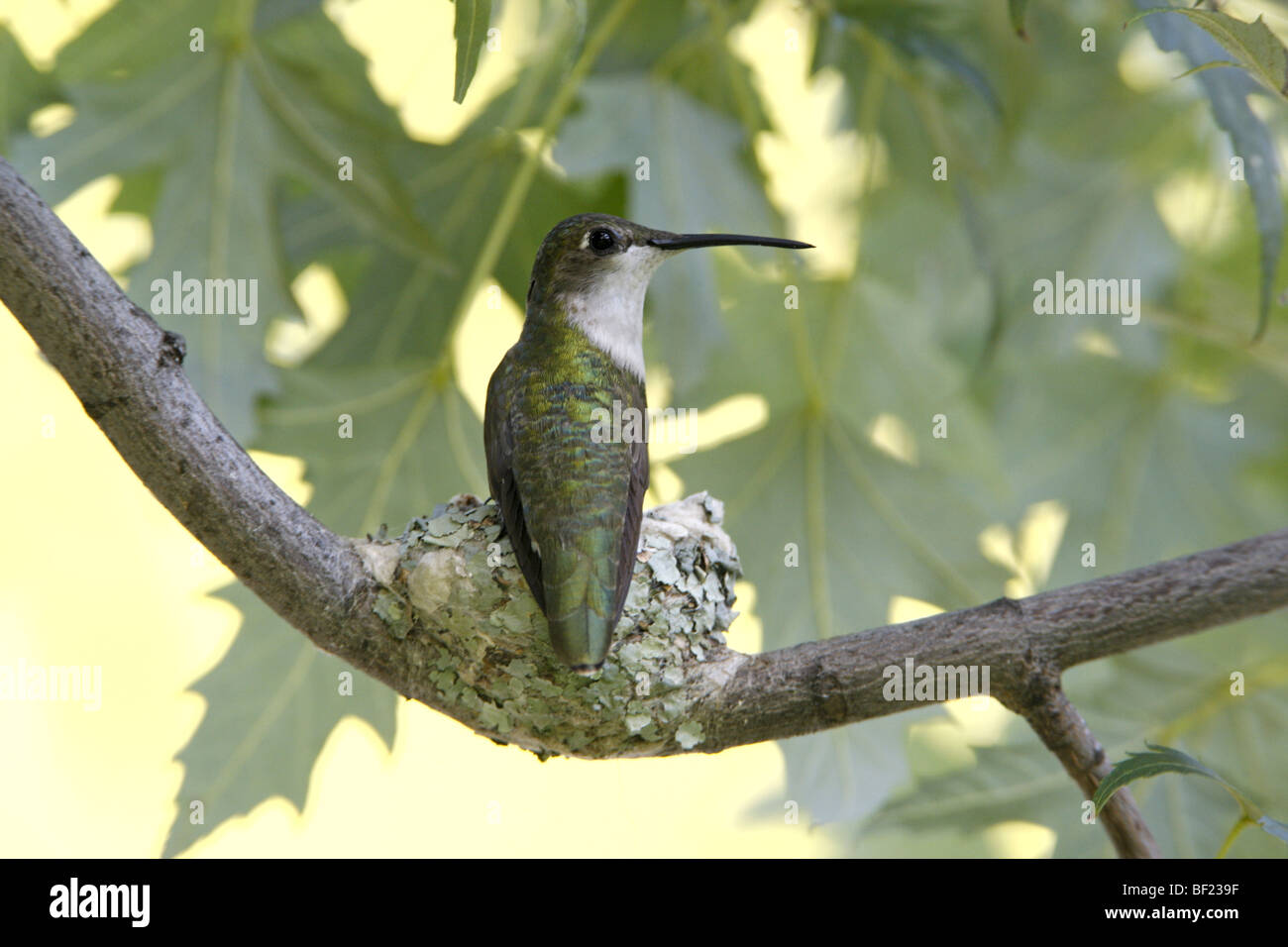 Ruby throated Hummingbird at Nest Stock Photo - Alamy