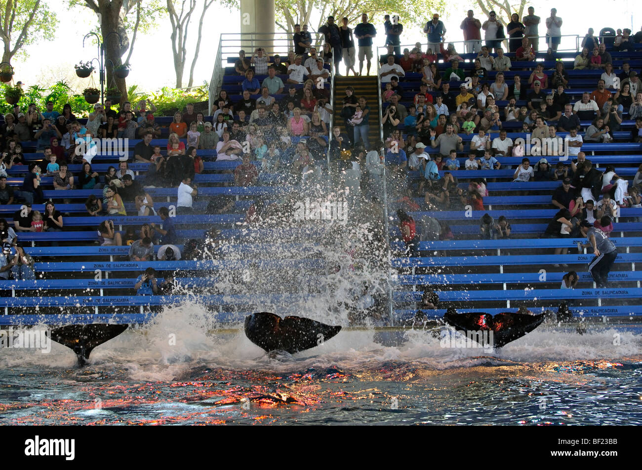 Killer whale orca shamu show seaworld san antonio texas hi-res stock ...