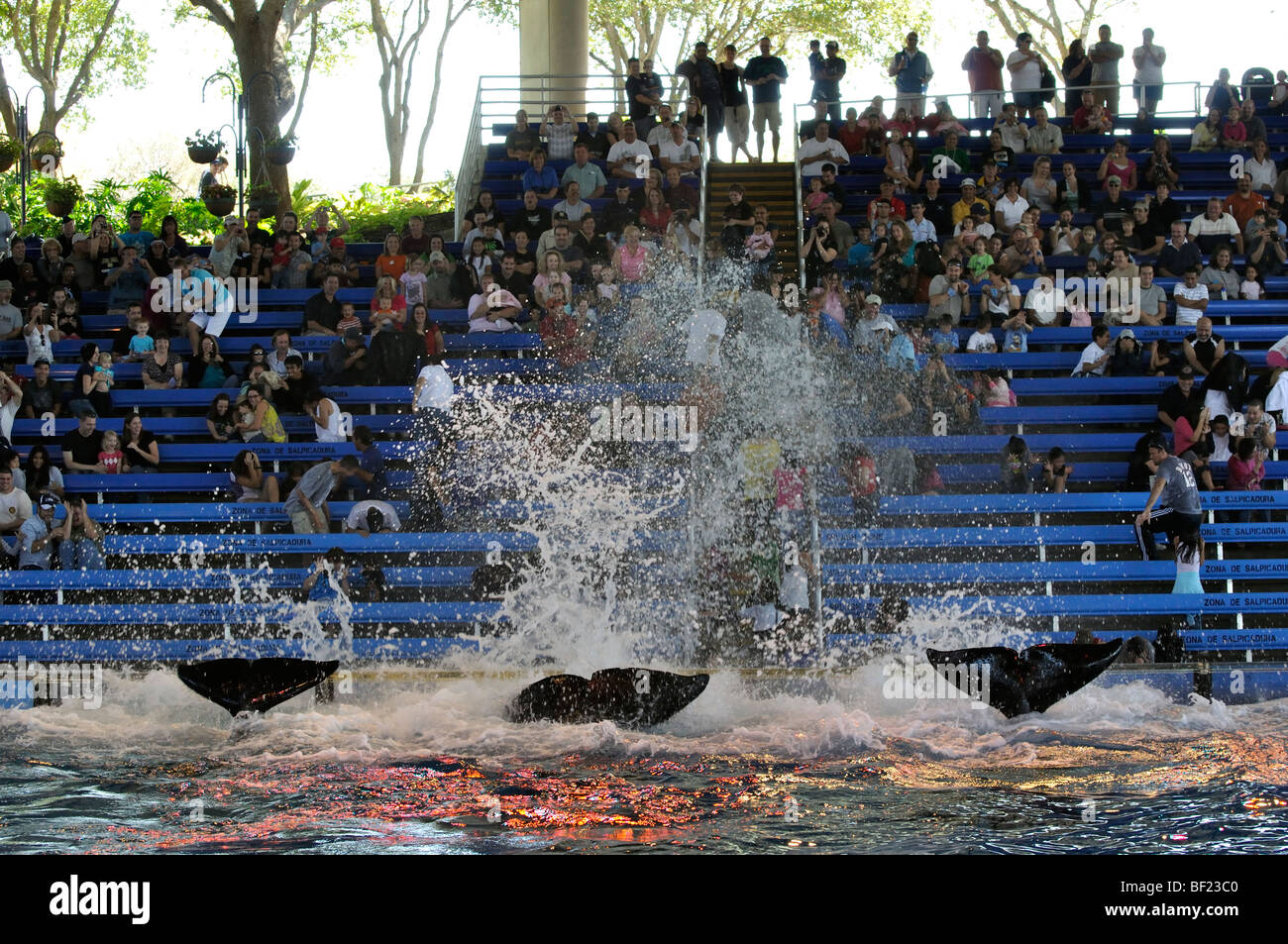 Killer whales splashing spectators with their tails - San Antonio ...