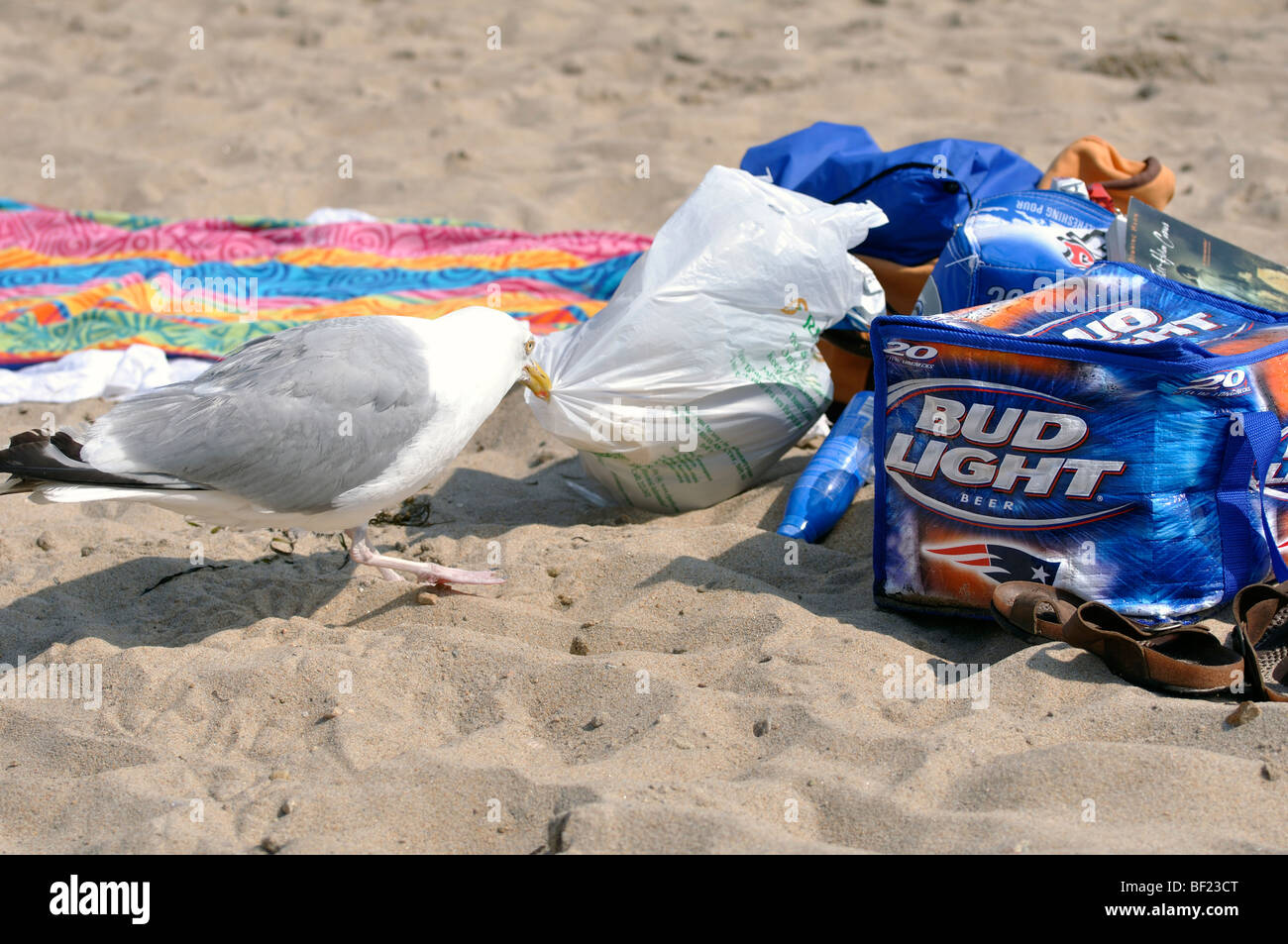 Seagull stealing food on beach Stock Photo - Alamy