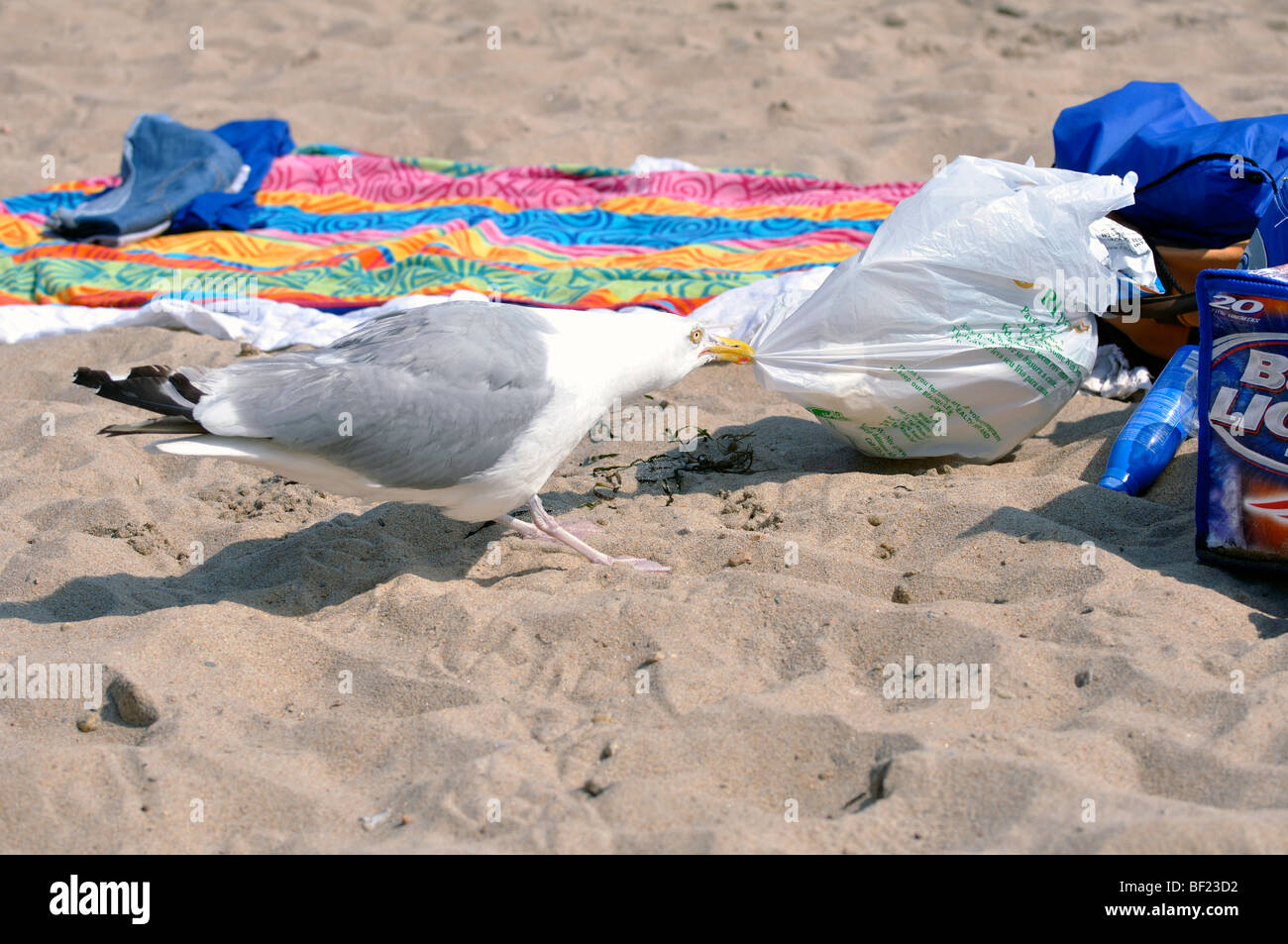Seagull stealing food on beach Stock Photo - Alamy