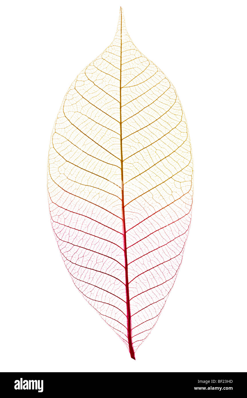 Intricate leaf veins Cut Out Stock Images & Pictures - Alamy