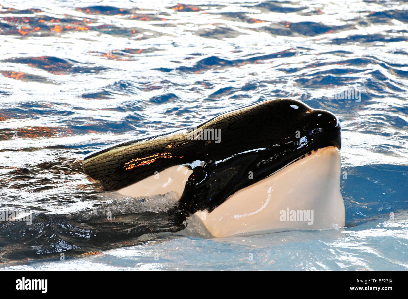 Killer whale - San Antonio (Texas) SeaWorld, the biggest of three ...