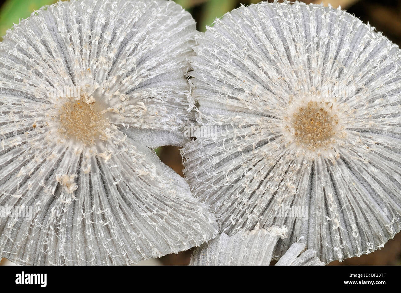 Hare'sfoot Ink-Cap Fungus - Coprinus lagopus Closeup of two caps Stock ...
