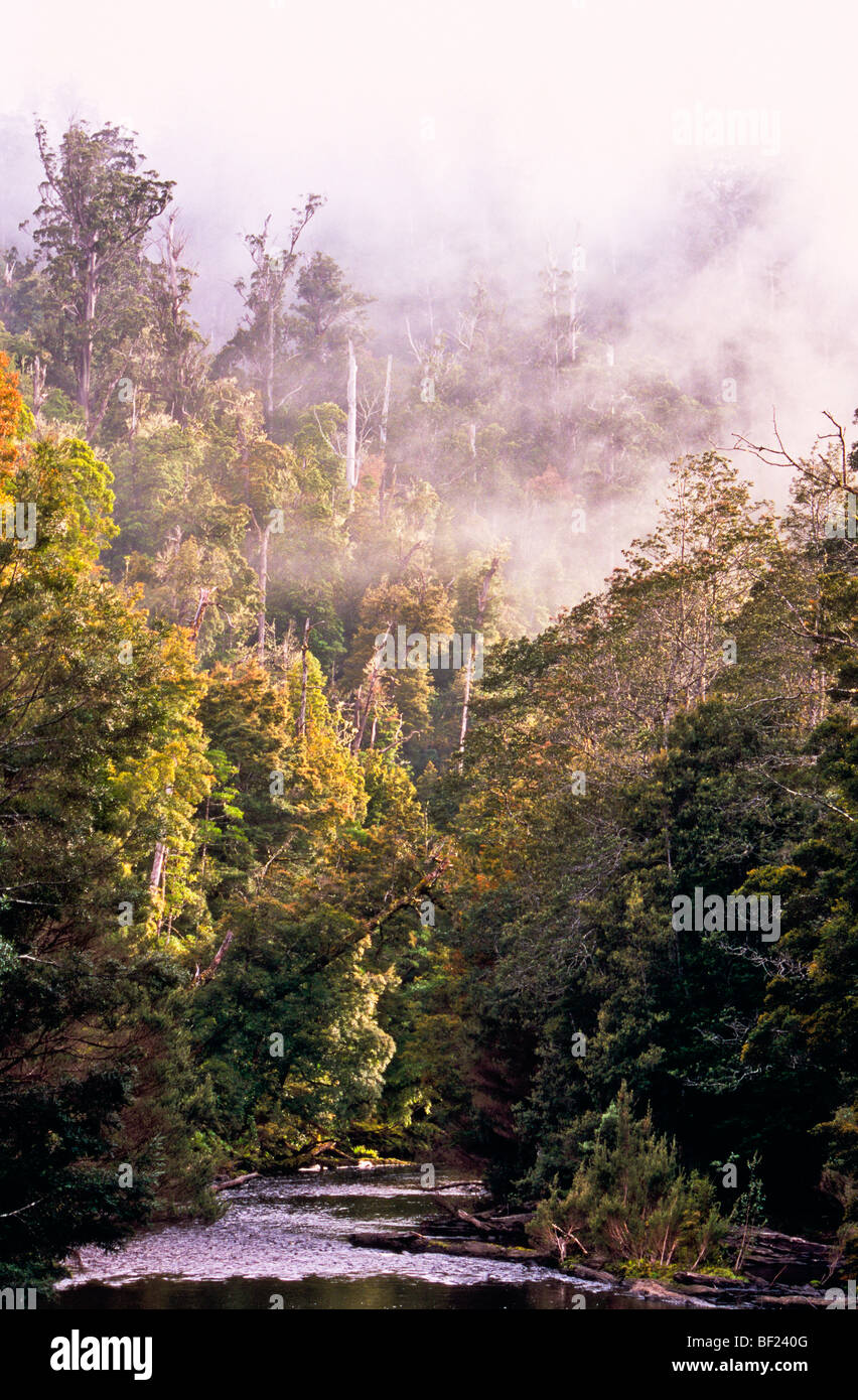 Temperate rainforest, Styx River, Tasmania, Australia Stock Photo - Alamy