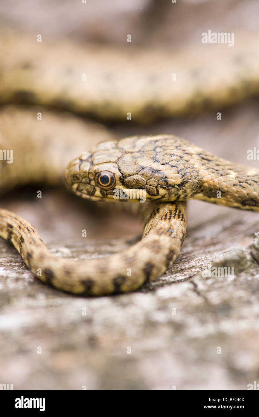 Venomous snakes of north africa hi-res stock photography and images - Alamy