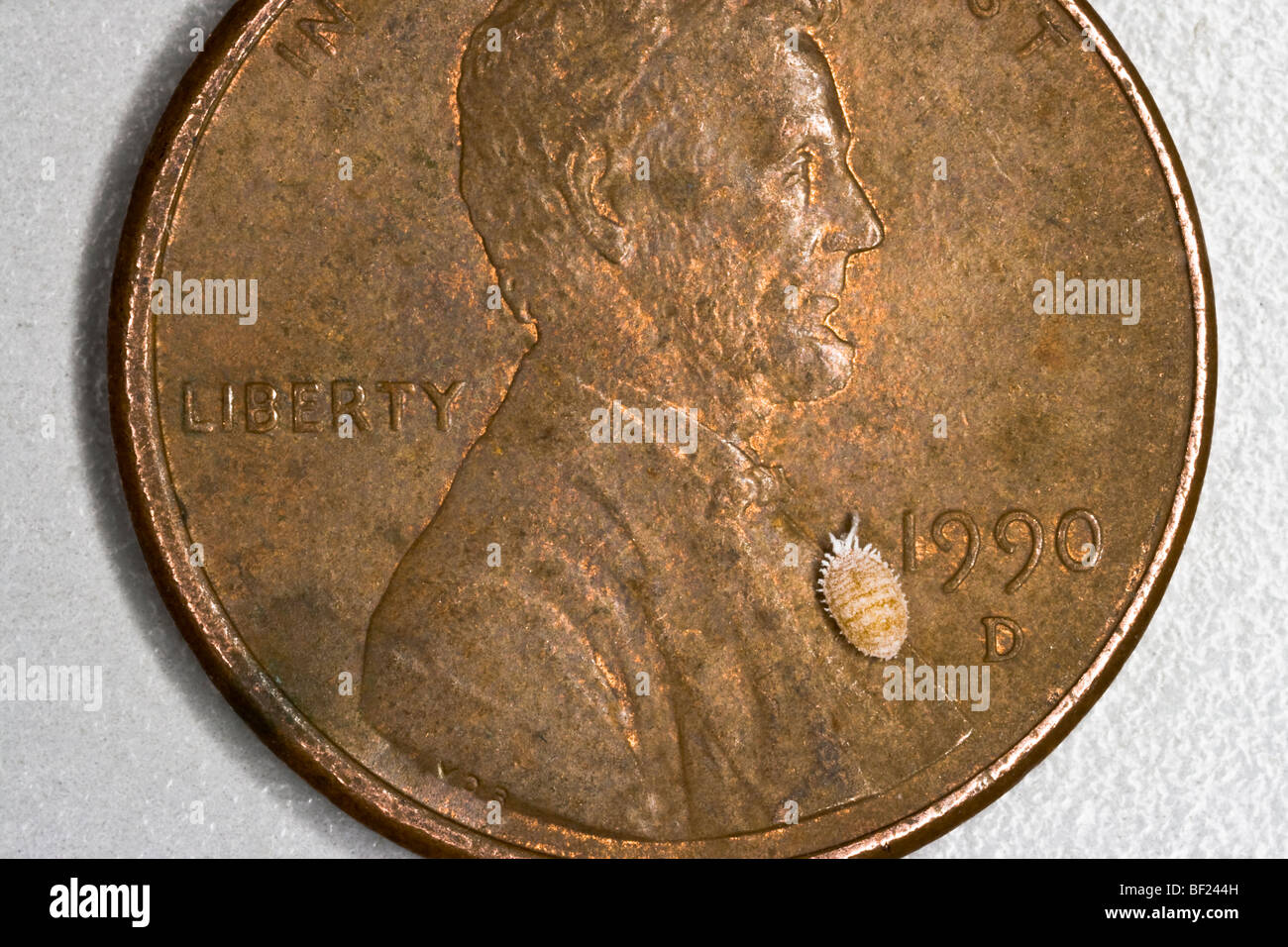 Penny bugs hi-res stock photography and images - Alamy