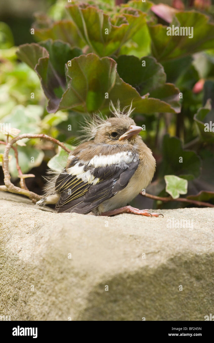Chaffinch nest hi-res stock photography and images - Alamy