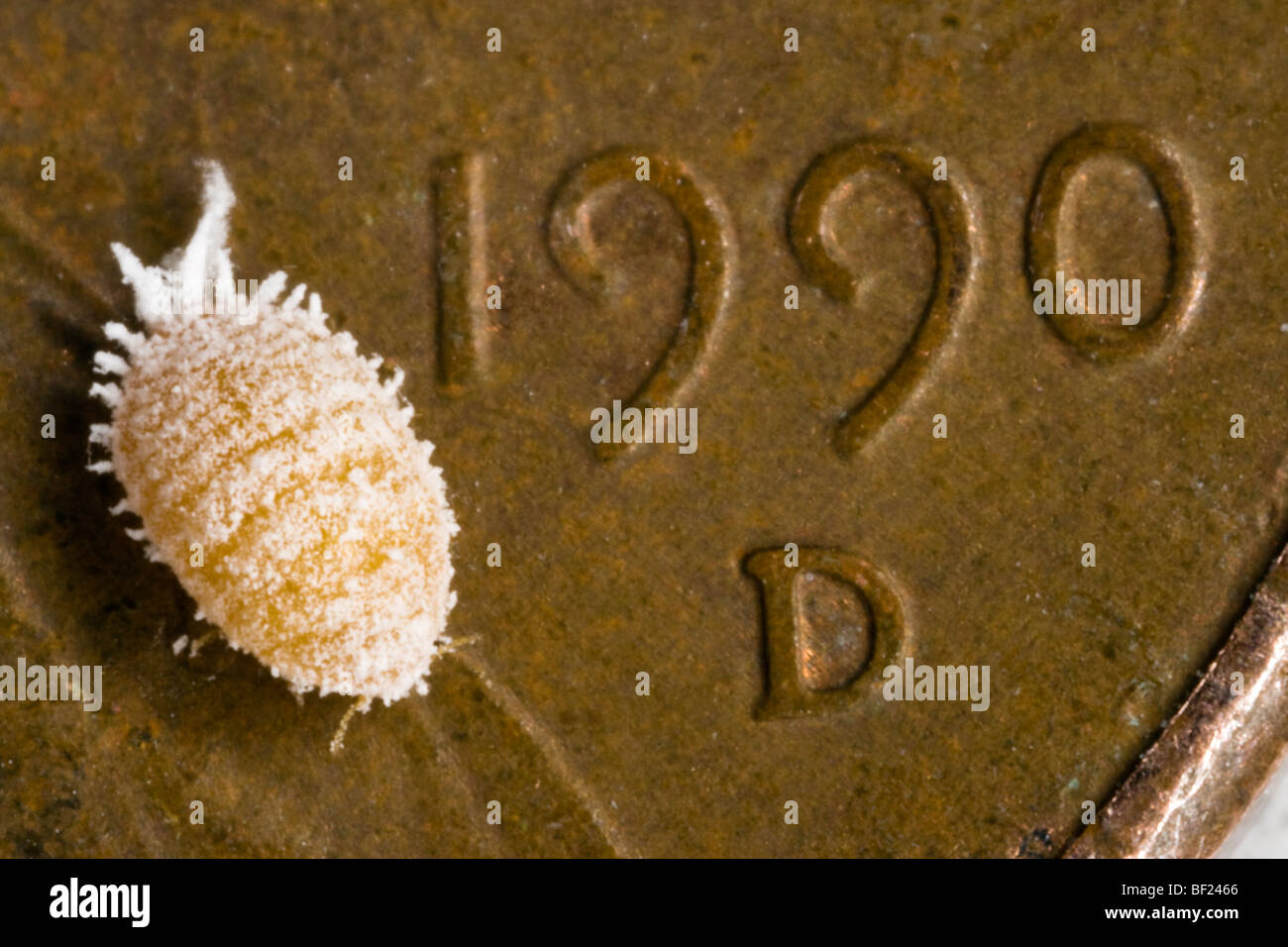 Vine mealybug adult female (Planococcus ficus) photographed on a U.S ...