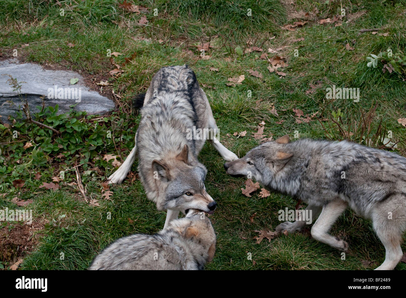 Three wolves hi-res stock photography and images - Alamy