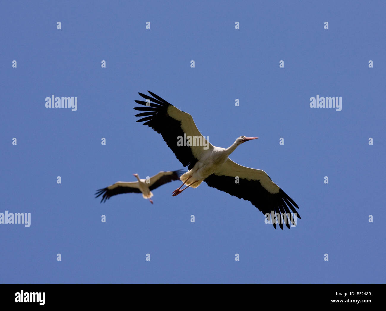 Flying white storks hi-res stock photography and images - Alamy