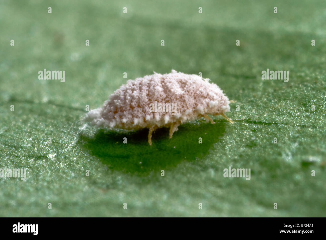 Agriculture - Vine mealybug adult female (Planococcus ficus), side ...