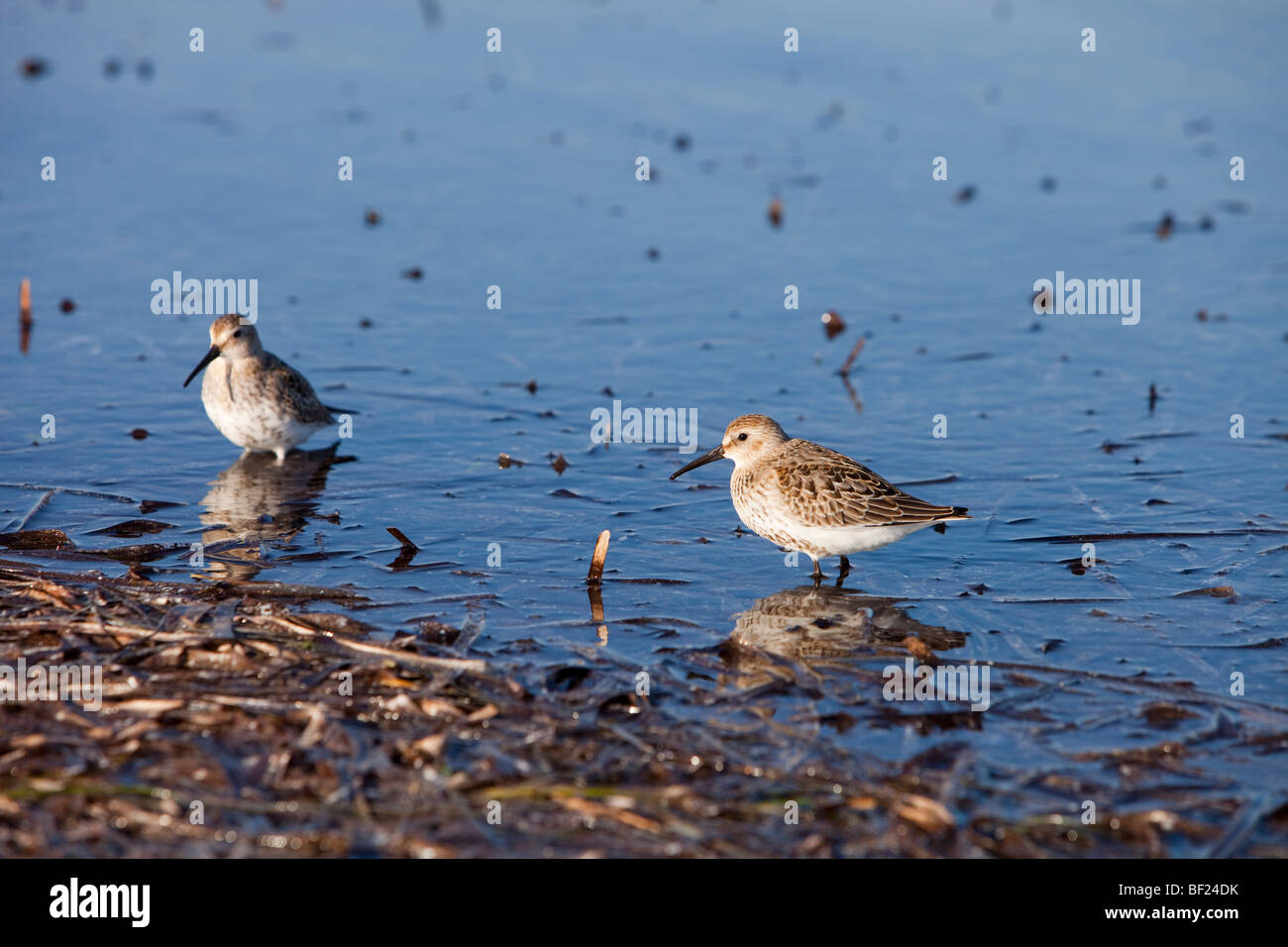 Dunlin, a small wader in winter plumage, on migration in Turkey between ...