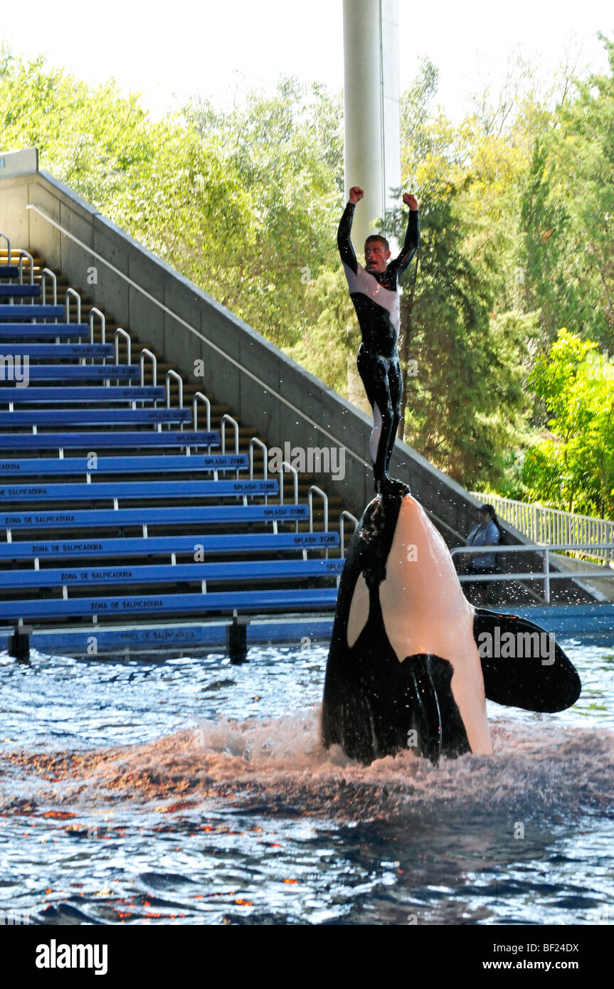 Killer whale - San Antonio (Texas) SeaWorld, the biggest of three ...