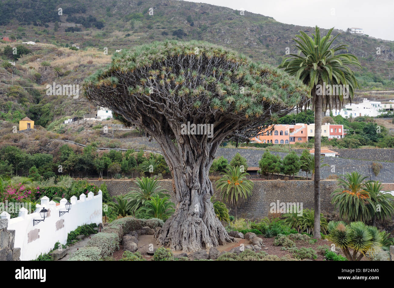 Icod de los vinos on Tenerife island, Dragon tree Stock Photo - Alamy