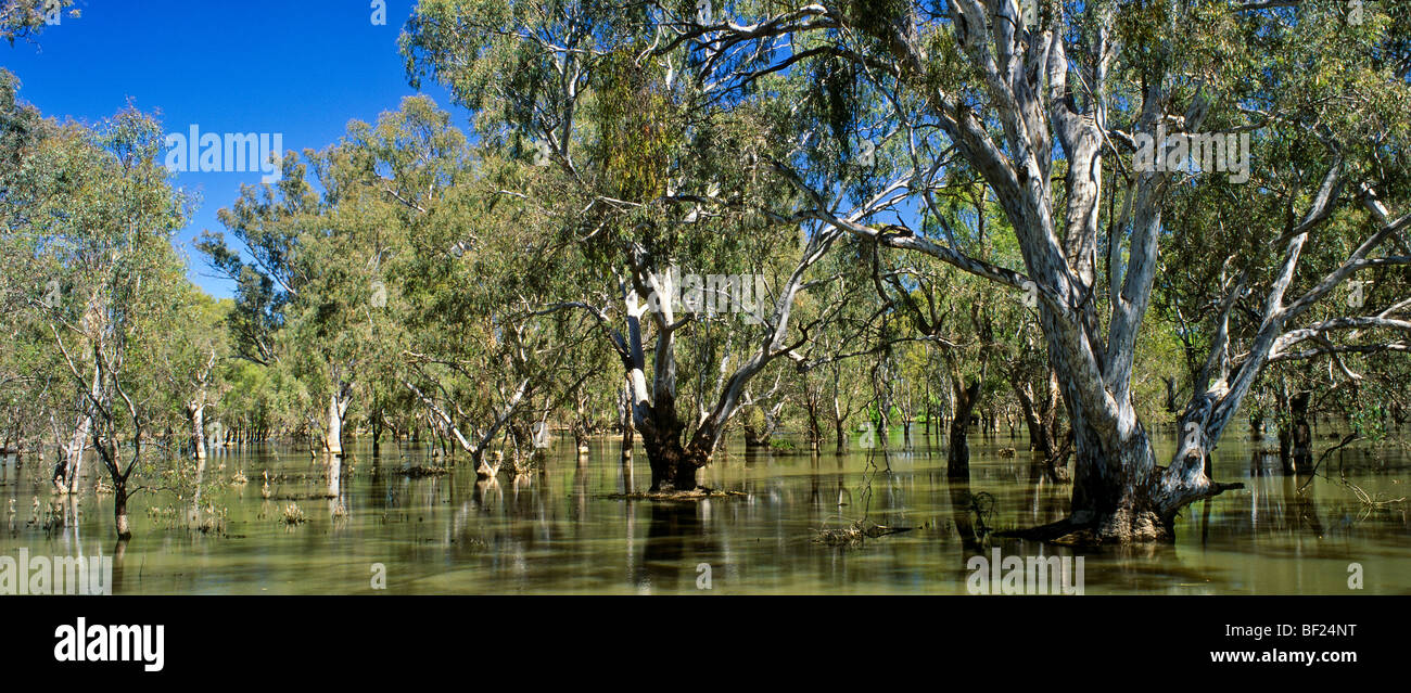 River red gums growing in swamp, Australia Stock Photo - Alamy