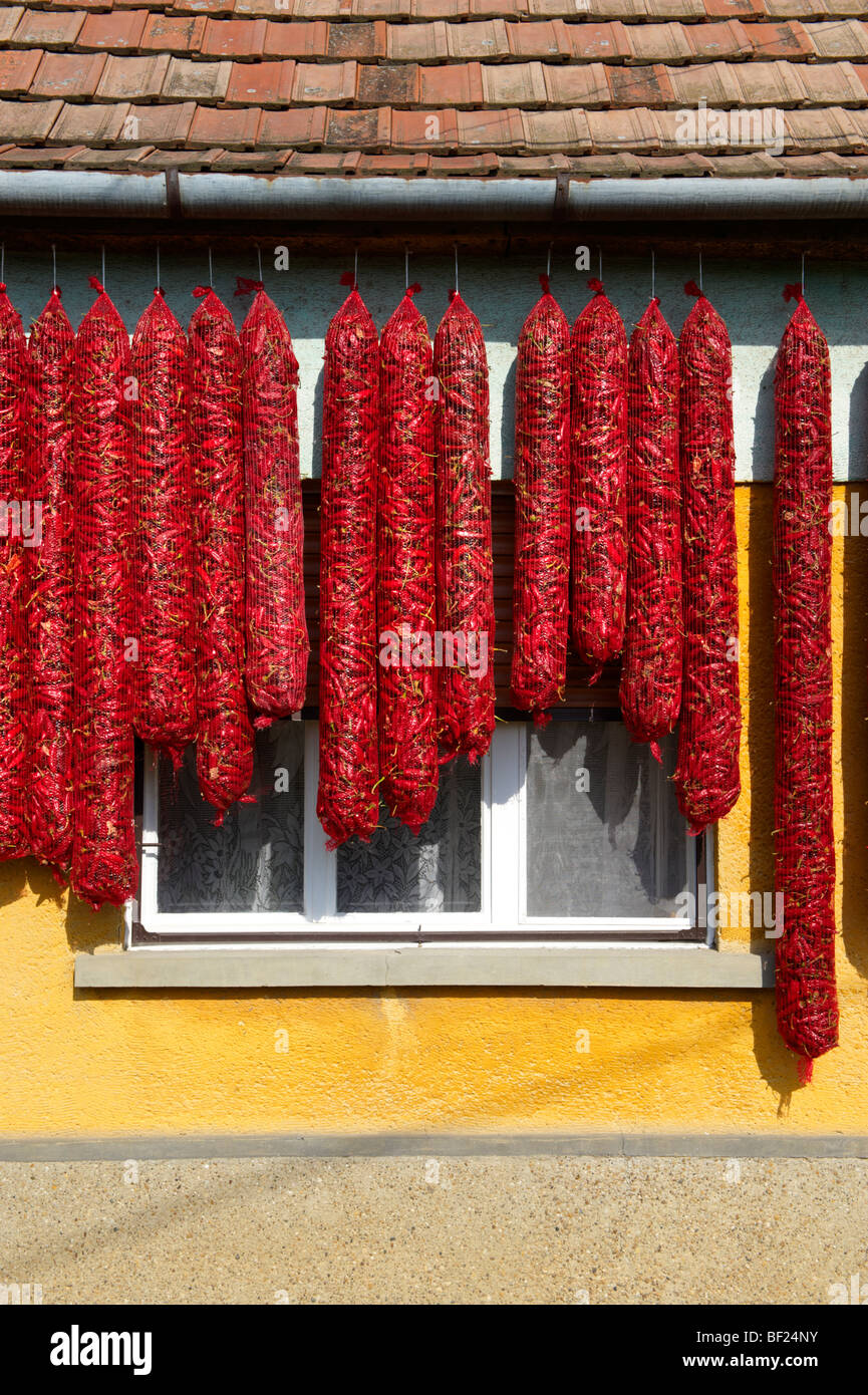 Capsicum annuum or chili peppers air drying to make Hungarian paprika ...