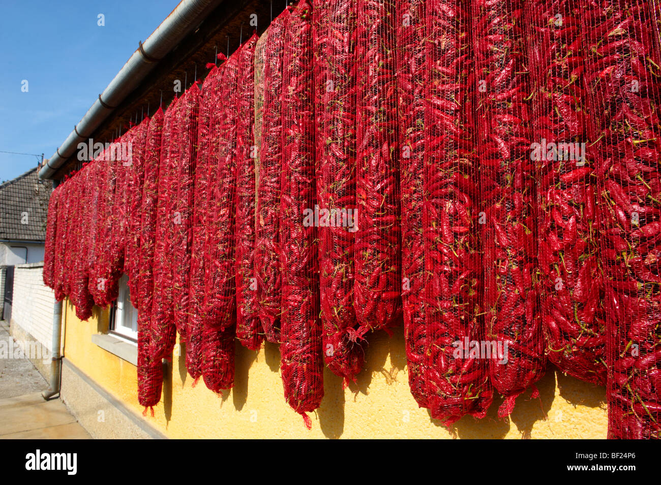 Drying Paprika Peppers