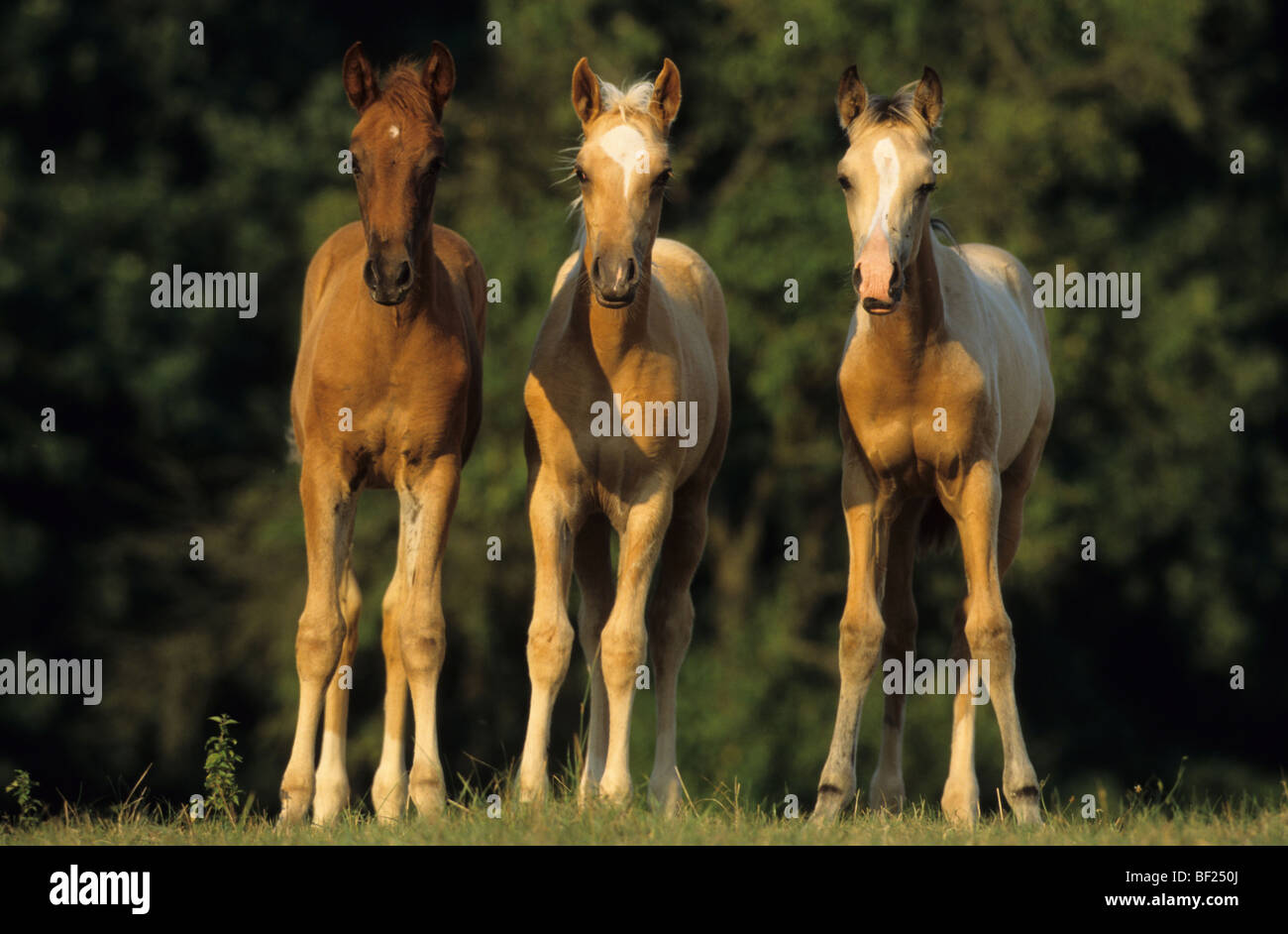 Barb horse hi-res stock photography and images - Alamy