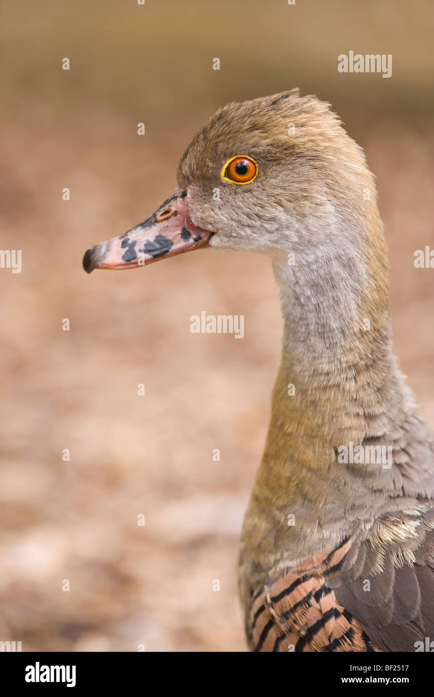 Australian duck species hi-res stock photography and images - Alamy