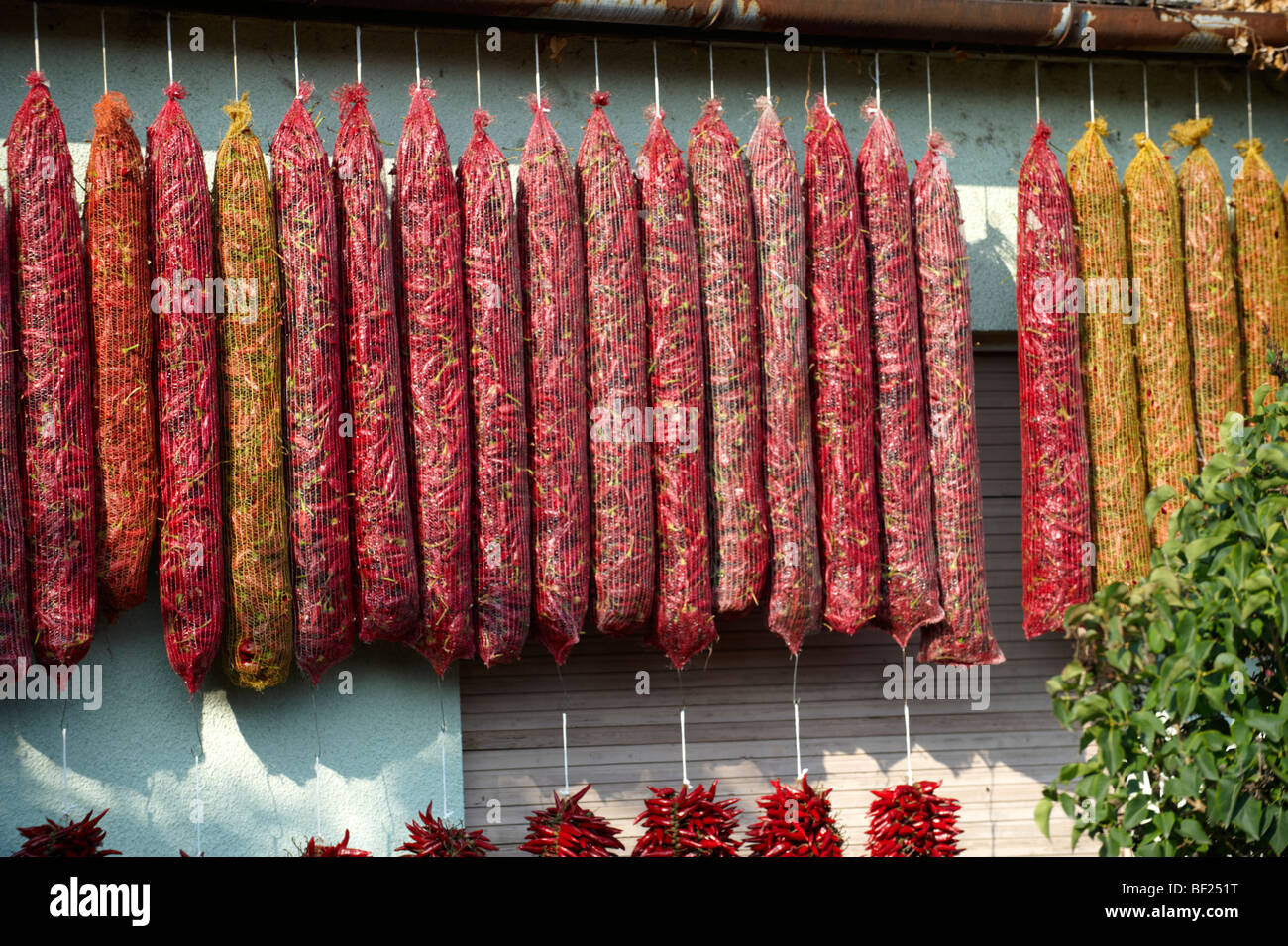 Capsicum annuum or chili peppers air drying to make Hungarian paprika ...