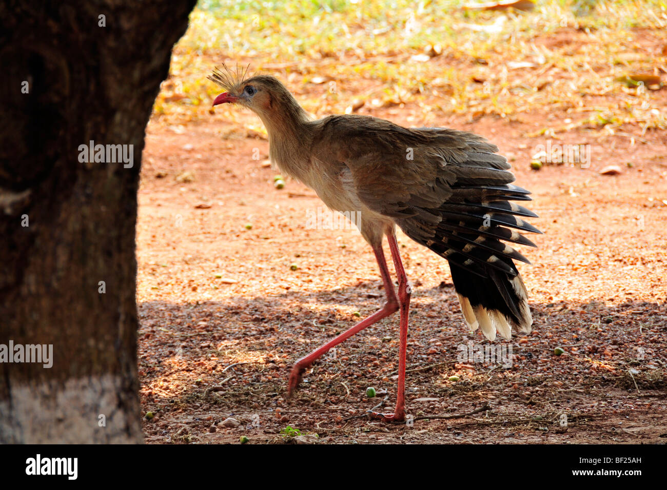 Siriema bird hi-res stock photography and images - Alamy
