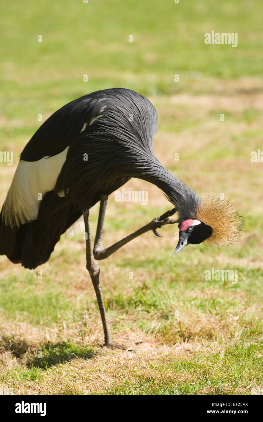 Crane standing on one leg hi-res stock photography and images - Alamy
