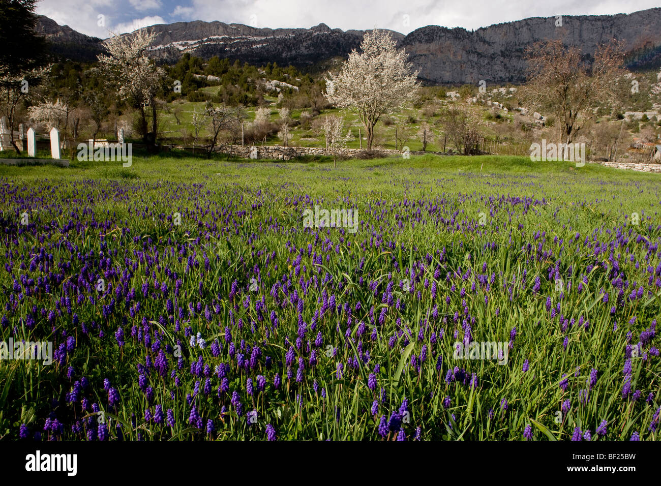 Masses of a grape hyacinth, Muscari neglectum = M. atlanticum in a ...