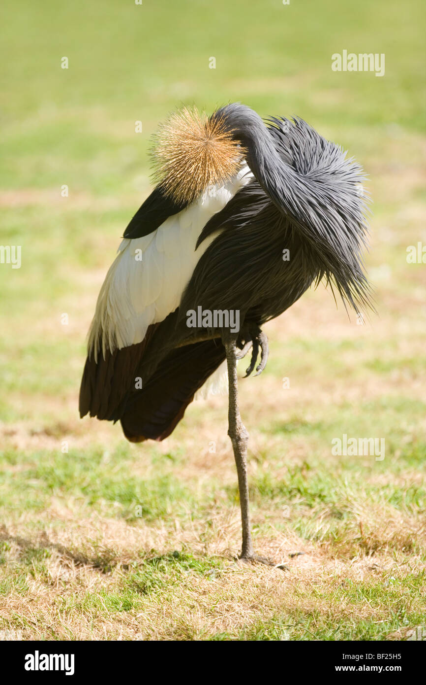Crane standing on one leg hi-res stock photography and images - Alamy