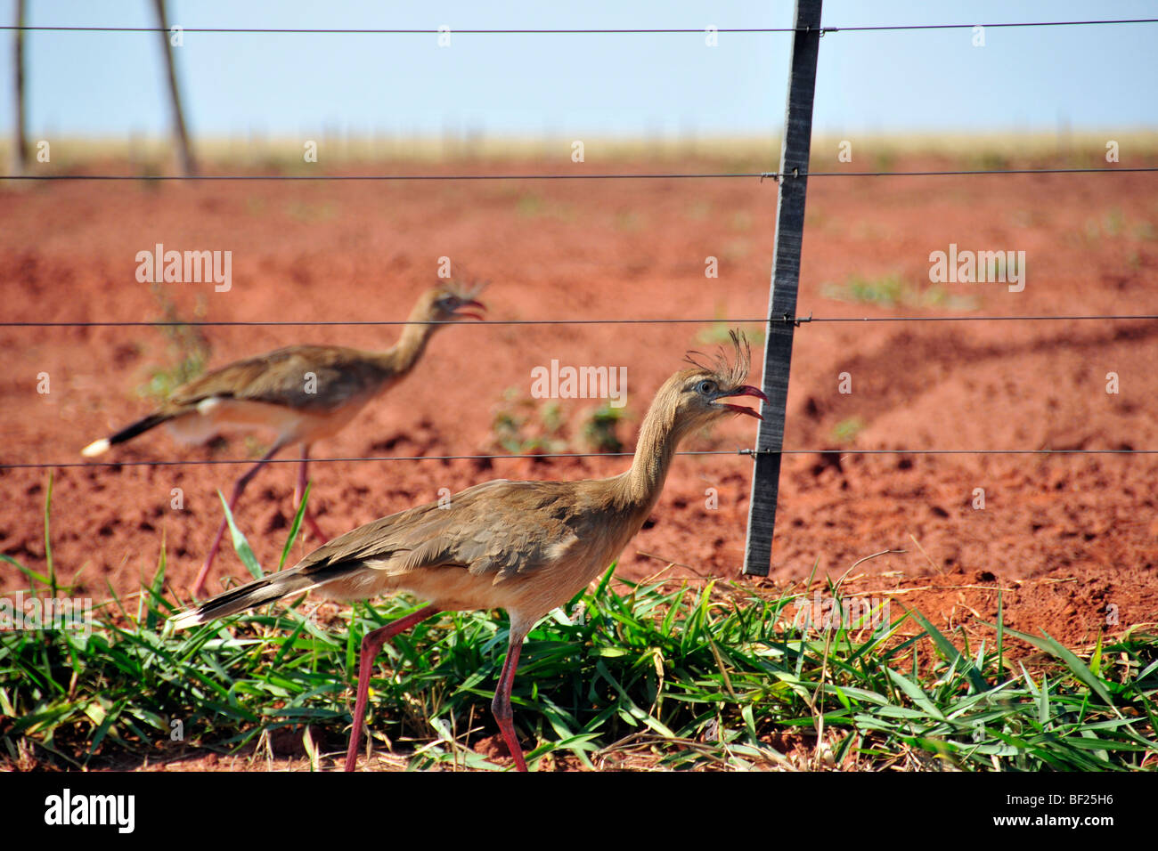 Red legged bird hi-res stock photography and images - Alamy