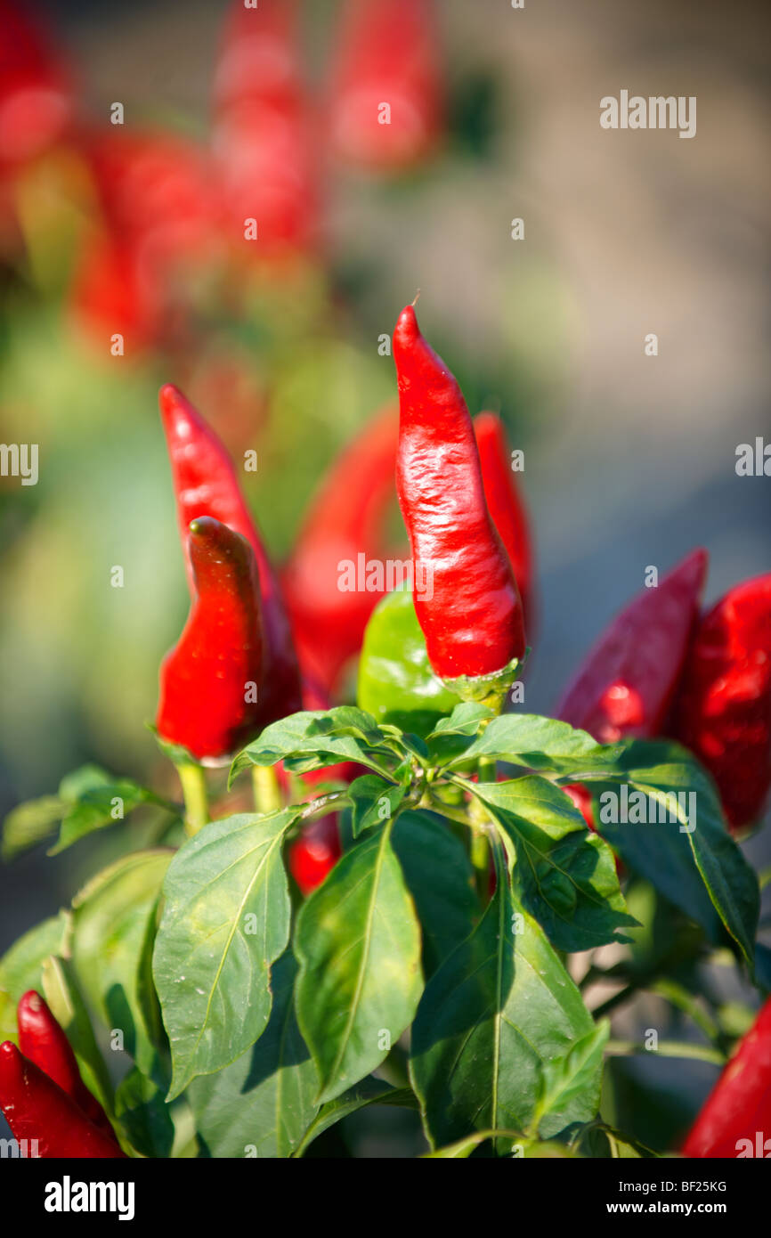 Capsicum annuum or chili peppers being grown to make Hungarian paprika ...