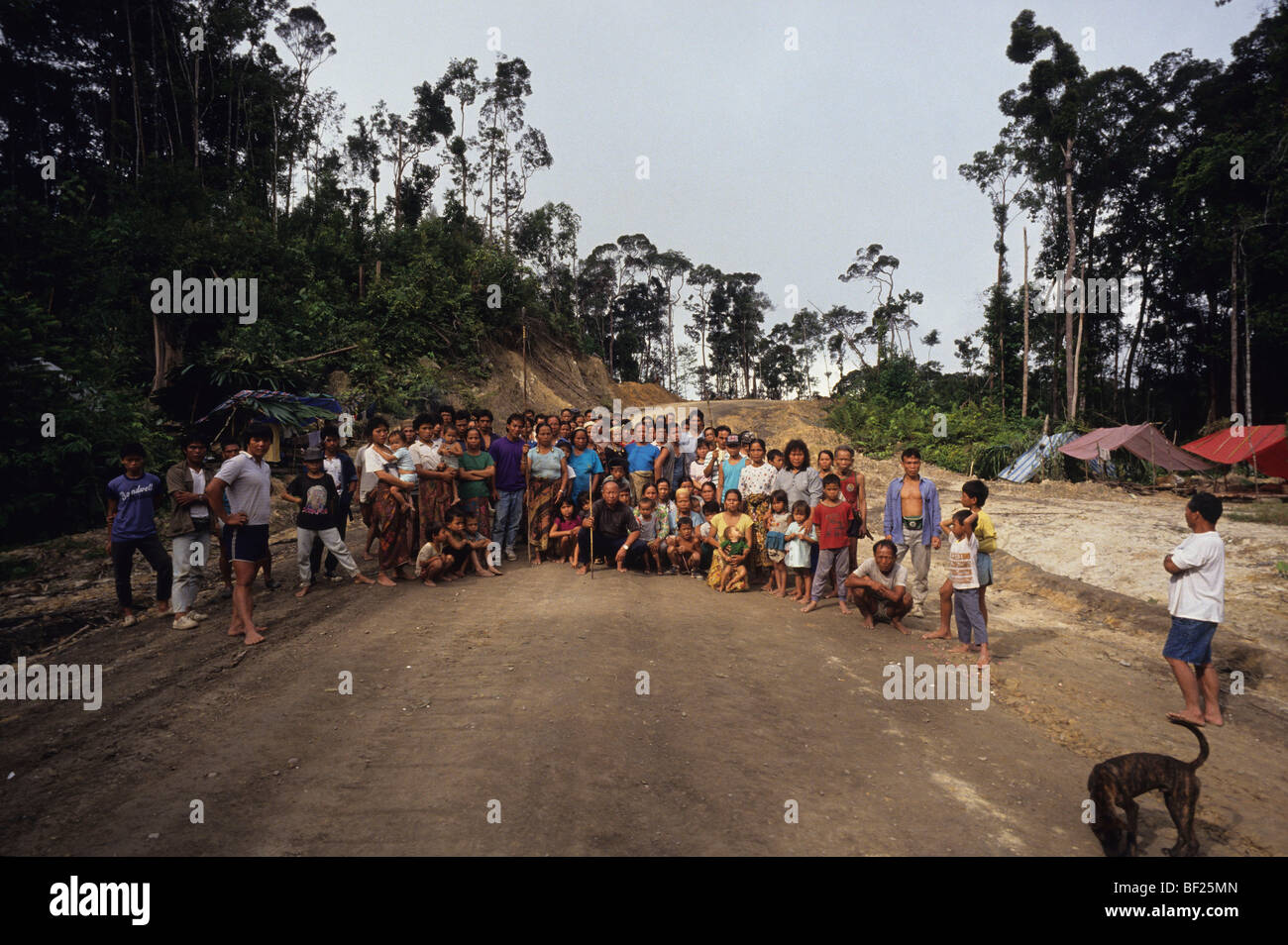 Dayaks blockading logging road. Tropical rainforest, one of the world's ...