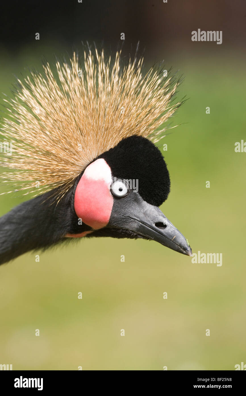 Birds of nigeria hi-res stock photography and images - Alamy