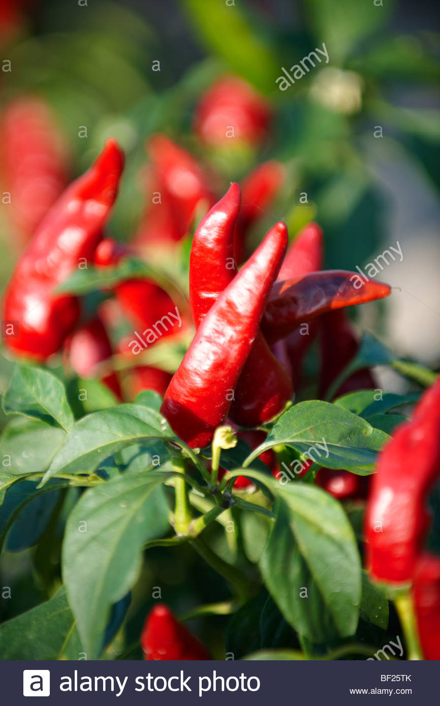 Chilli Chillies High Resolution Stock Photography and Images - Alamy
