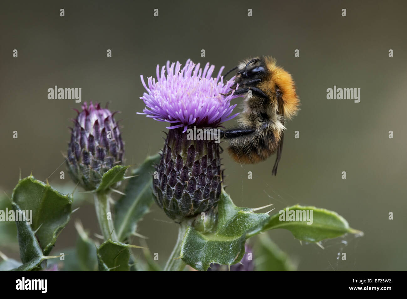 Honey bee uk hi-res stock photography and images - Alamy