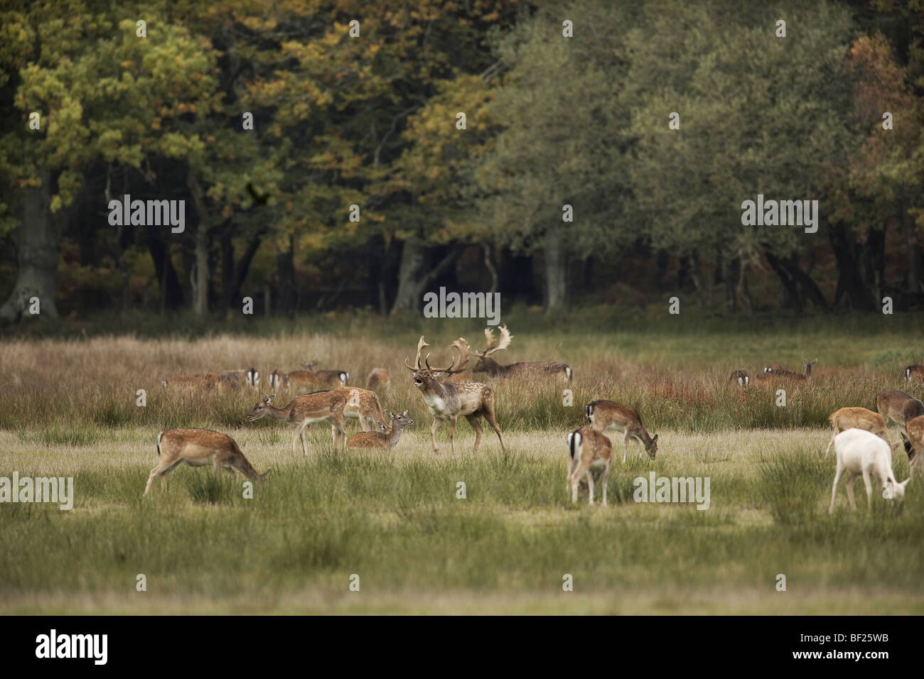 Fallow deer buck, Dama dama calling with white hind and herd New Forest ...