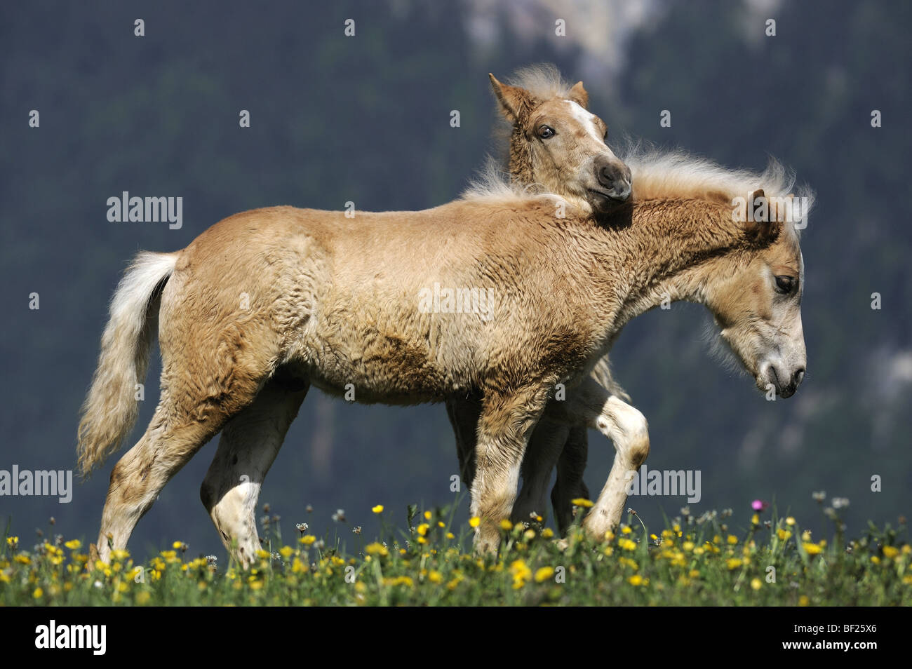 Haflinger horse foals playing hi-res stock photography and images - Alamy