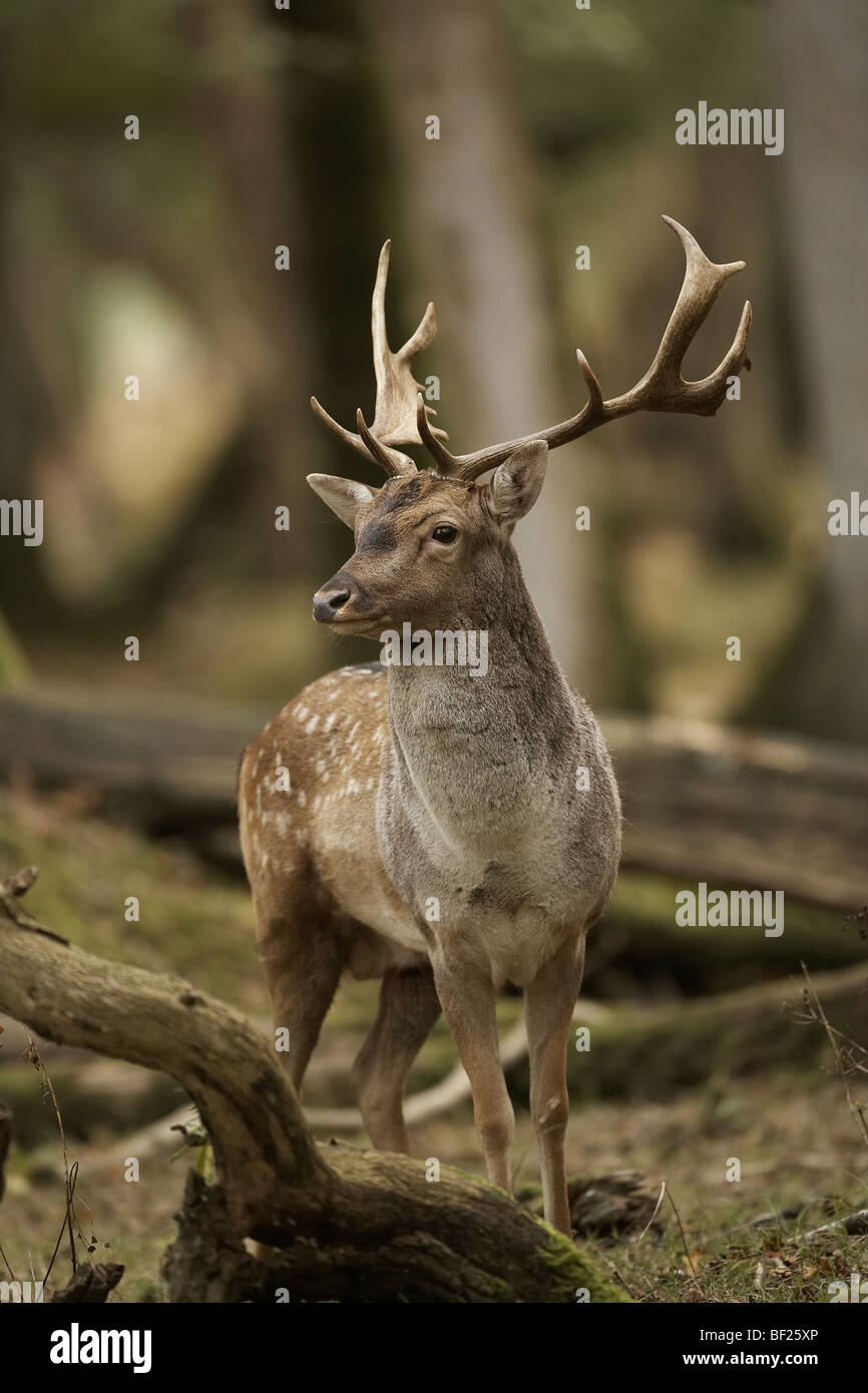 Fallow deer buck, Dama dama New Forest, England, UK Stock Photo - Alamy