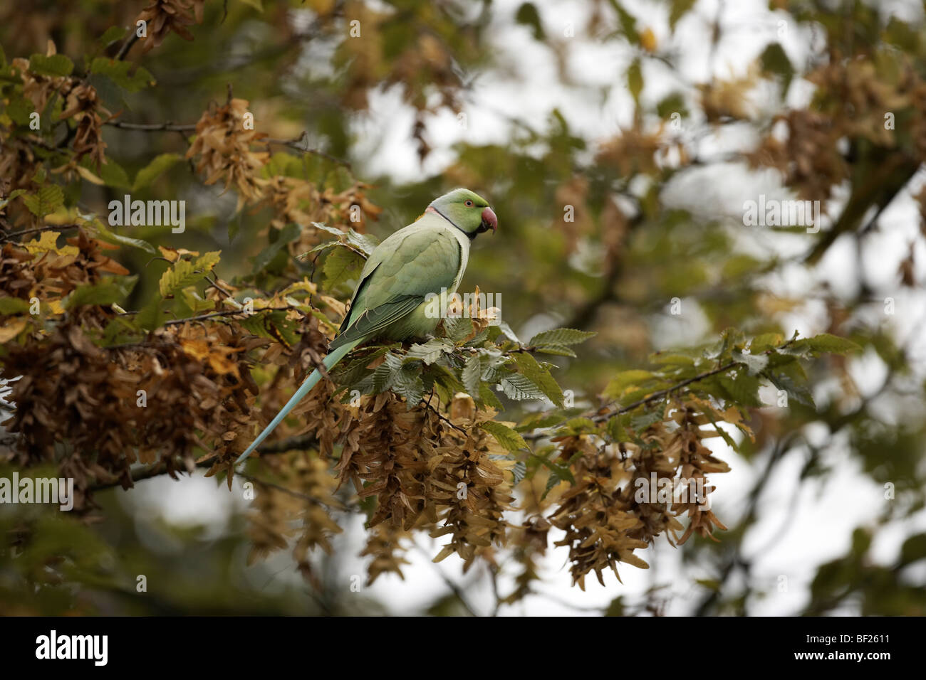 Ring necked parakeet, Psittacula krameri richmond park, richmond ...