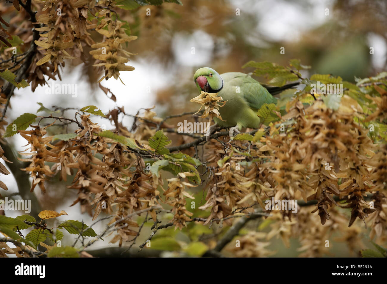 Ring necked parakeet, Psittacula krameri richmond park, richmond ...