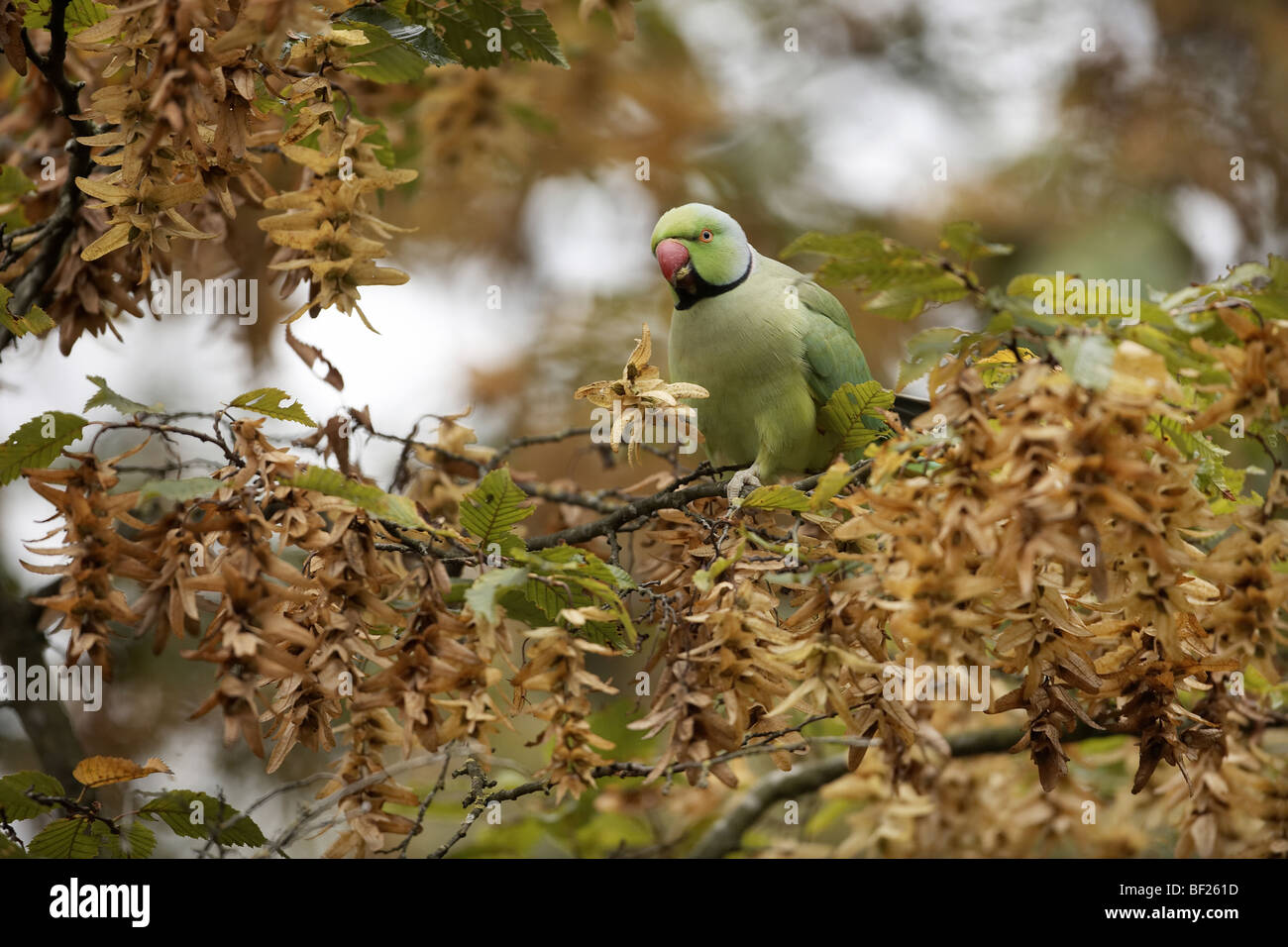 Ring necked parakeet, Psittacula krameri richmond park, richmond ...
