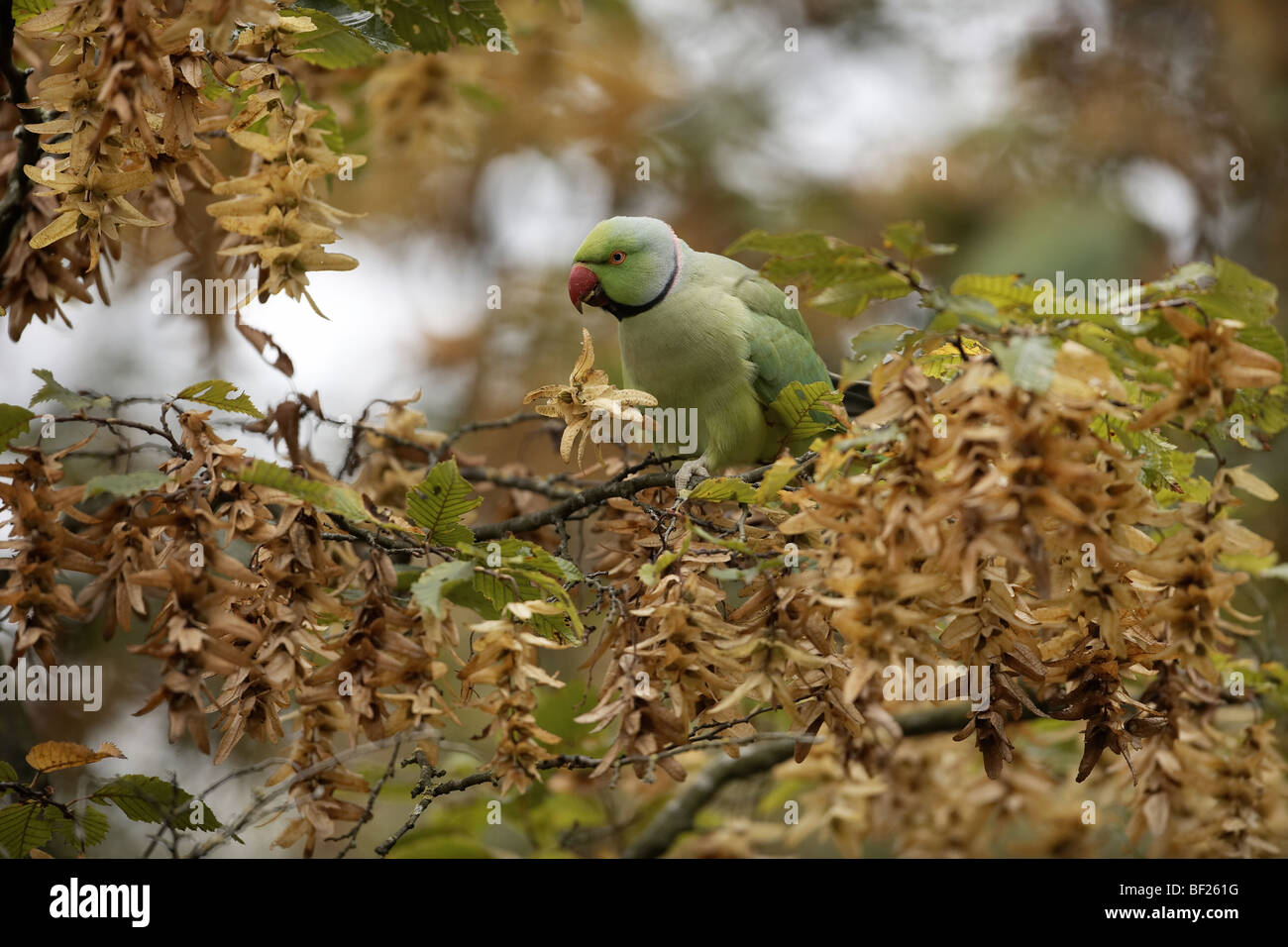 Ring necked parakeet, Psittacula krameri richmond park, richmond ...
