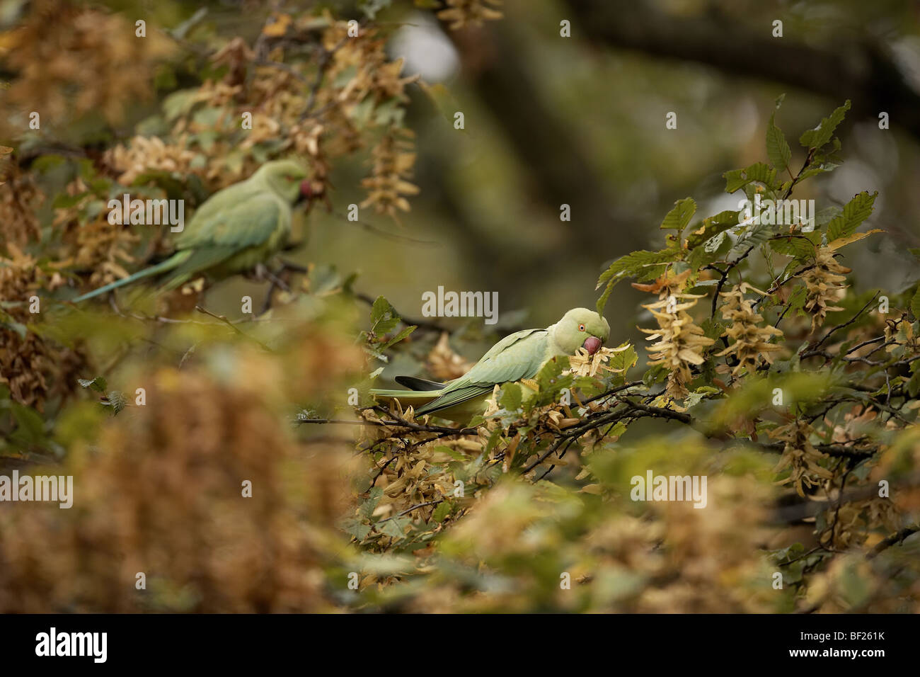 Richmond park bird hi-res stock photography and images - Alamy