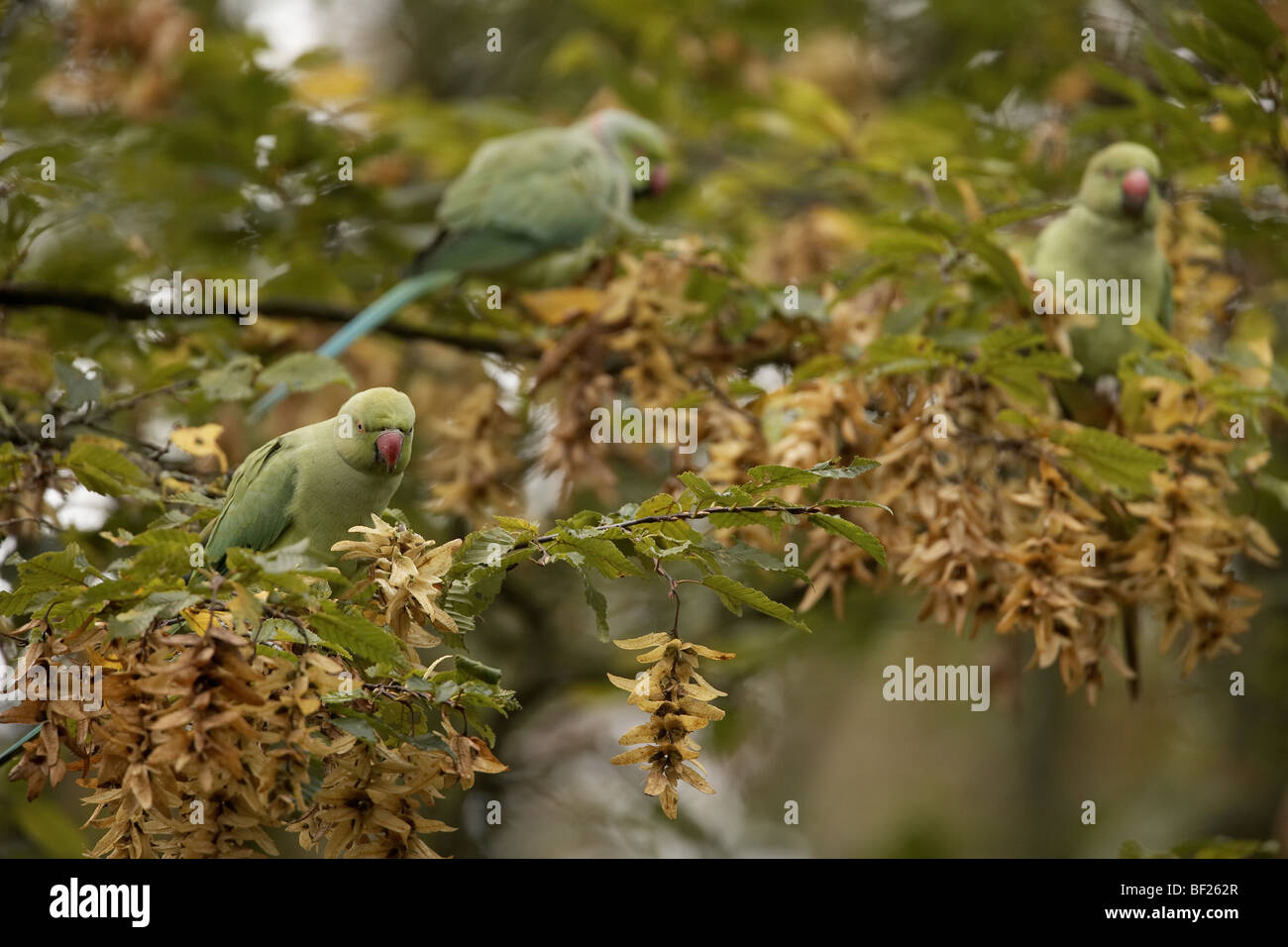 Ring necked parakeet, Psittacula krameri richmond park, richmond ...